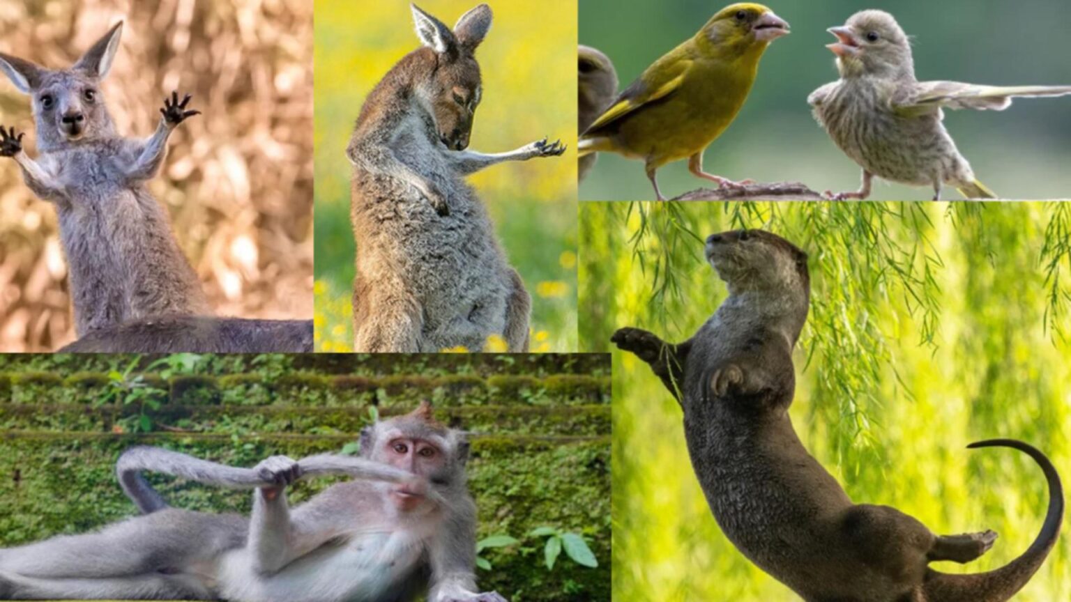 Galeria de râs: Cele mai haioase poze cu animale de anul acesta au fost ...