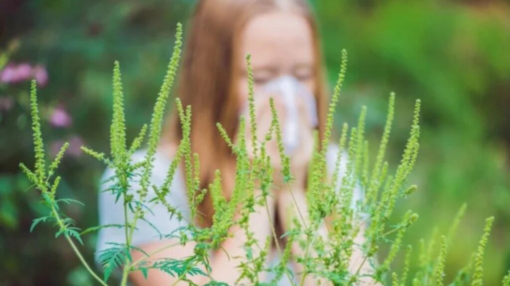 Ai alergie la ambrozie? Ce trebuie să faci pentru a mai reduce din ...