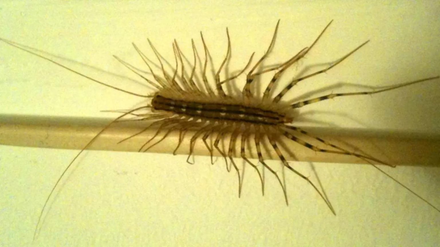 Insecta cu aspect înfricoșător care este, de fapt, bună de ținut pe ...