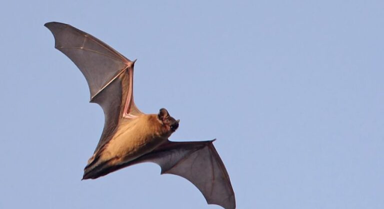 Spital din Iași, luat cu asalt de lilieci! Cum au ajuns mamiferele în ...