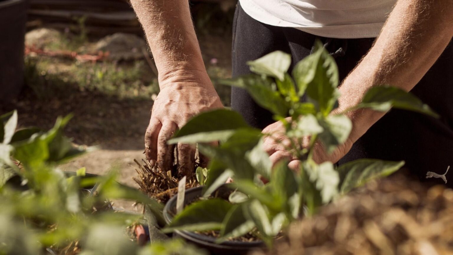 Plantele pe care trebuie să le plantezi acum pentru o grădină ...