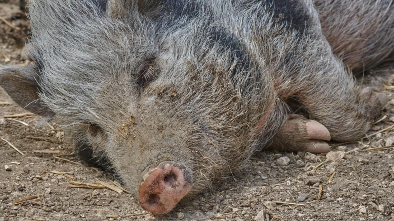 Focarul de pestă porcină africană ridică semne de întrebare: Spania ...